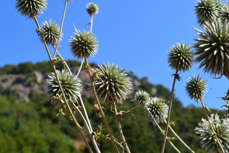 Thorny Spherical Plant on the Turkish Coast Stock Image - Image of ...