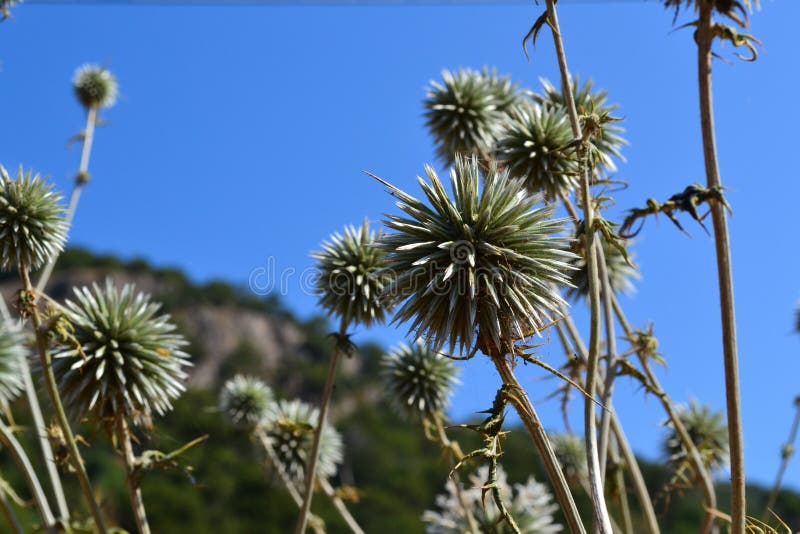Spherical plant stock image. Image of light, green, composed - 95528651