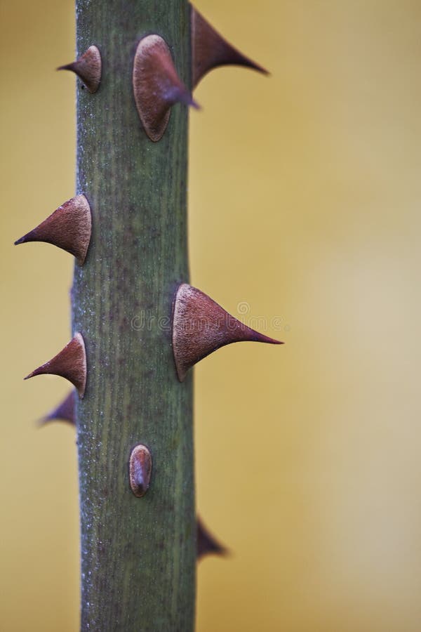 Thorny stem, close up stock photo. Image of spiky, life - 45942454