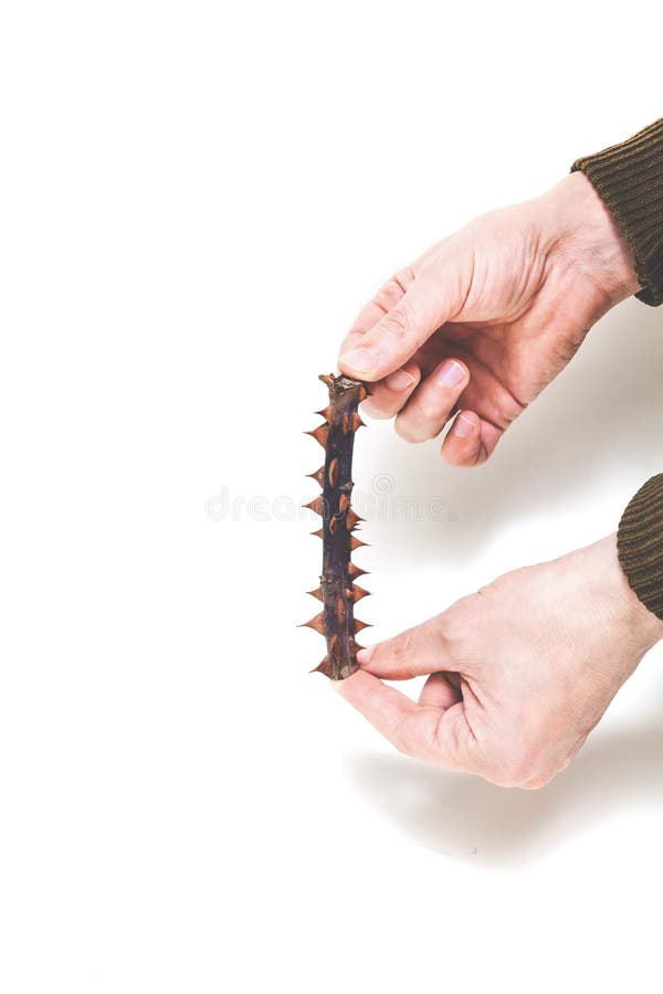 Hand Holding Stem Rose Spiny Thorns Stock Photos - Free & Royalty-Free ...