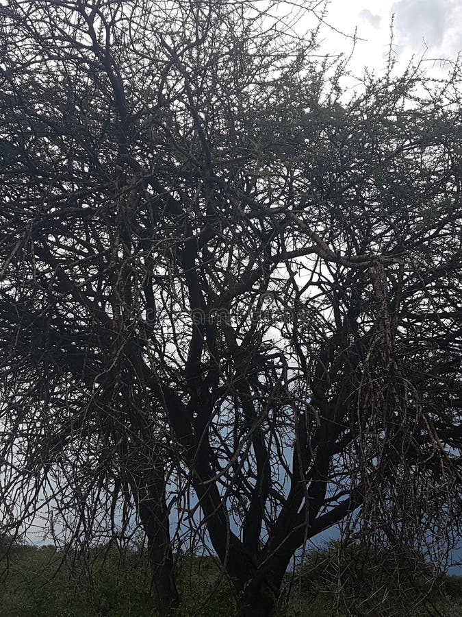 Black Thorn Tree Profile Stock Photos - Free & Royalty-Free Stock ...
