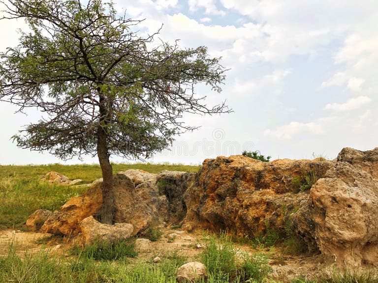 Thorny Tree Growing from Fieldstone Ledge Stock Photo - Image of ...