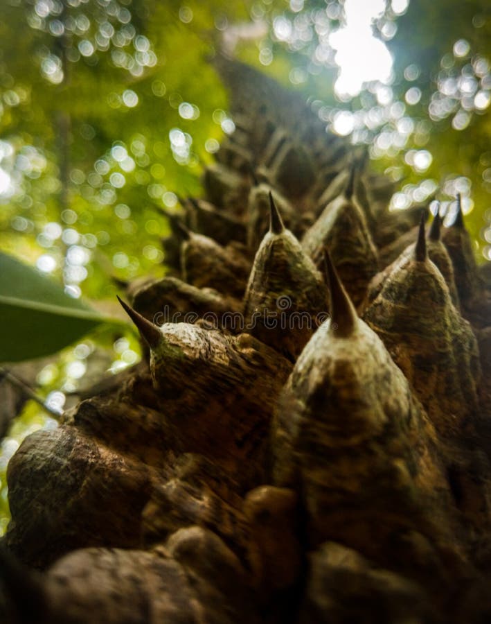 Thorny Tree Photos are Good for Wallpaper or Background Stock Image ...