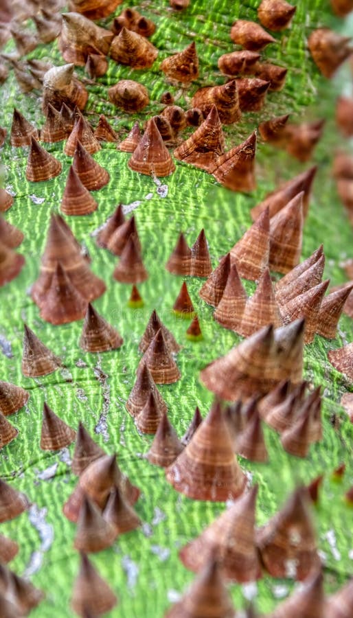 Thorny tree stock image. Image of prickle, needles, prickly - 196289991