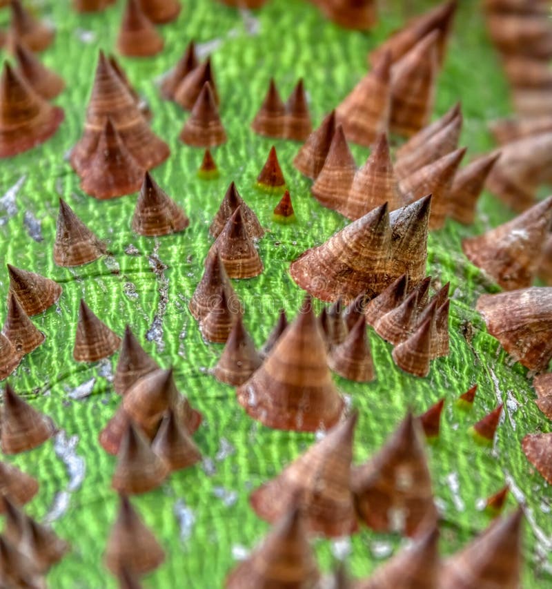 Thorny tree stock photo. Image of background, needles - 196287154