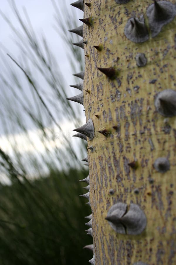 Thorny Tree Trunk stock photo. Image of tropical, pointy - 4656930