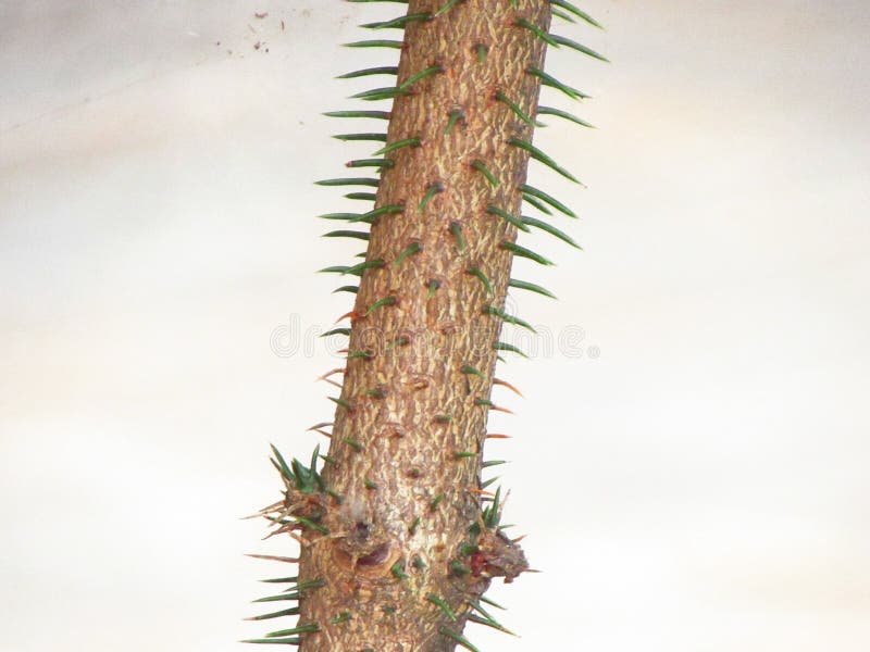 Thorny Tree Trunk stock photo. Image of tropical, pointy - 4656930