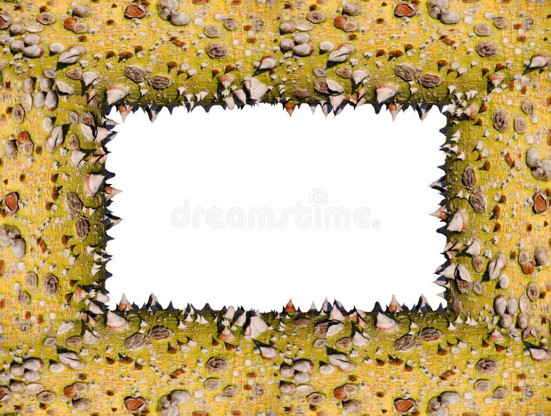Thorny Trunk Frame, Original Colors Stock Photo - Image of stem, bole ...
