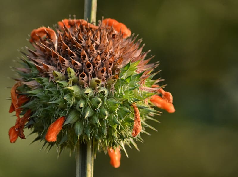 Thorny Wild Flower stock image. Image of bloom, dead - 52707809