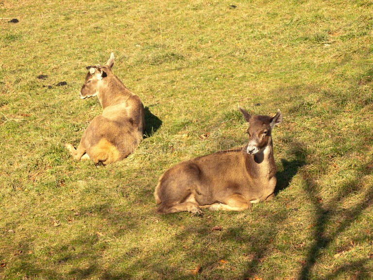 Thorold S White-lipped Deer Stock Photo - Image of relaxing, mammals ...