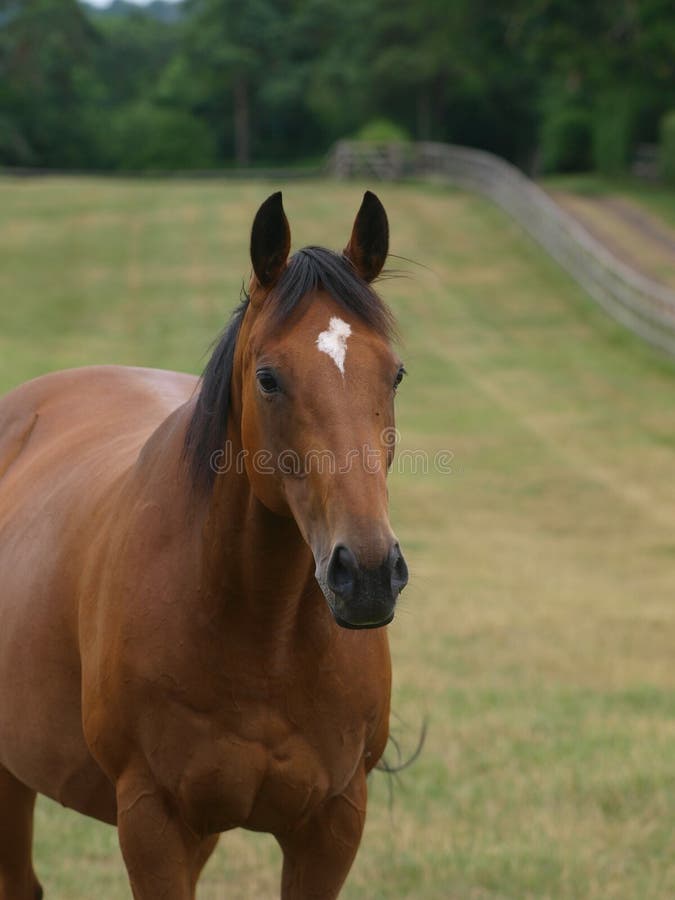 Good looking horse stock image. Image of large, grass - 5789647
