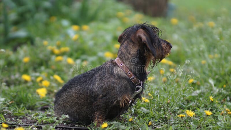 Thoroughbred Dachshund Dog among Nature, Spring Day Stock Image - Image ...