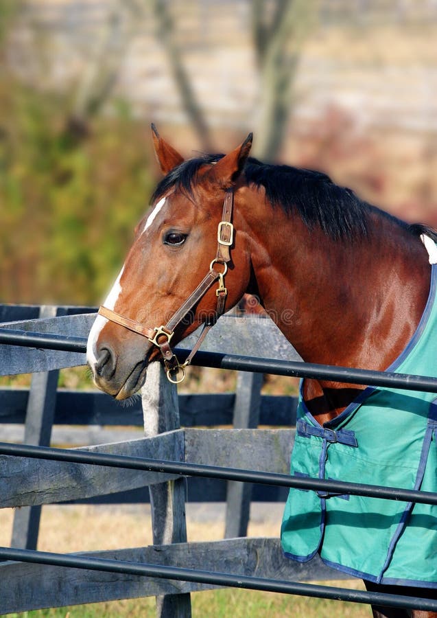 Thoroughbred horse stock image. Image of farm, german - 7546127