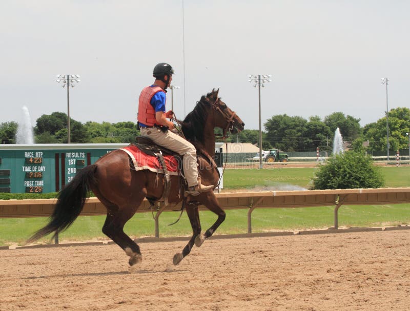 Thoroughbred horse editorial photography. Image of running - 56869357