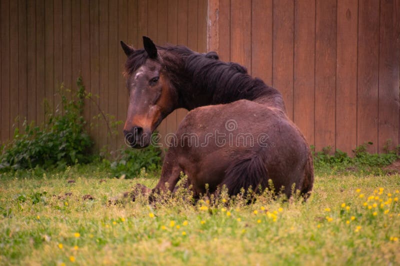 Thoroughbred Horse Resting in a Yard. Stock Image - Image of sunlight ...