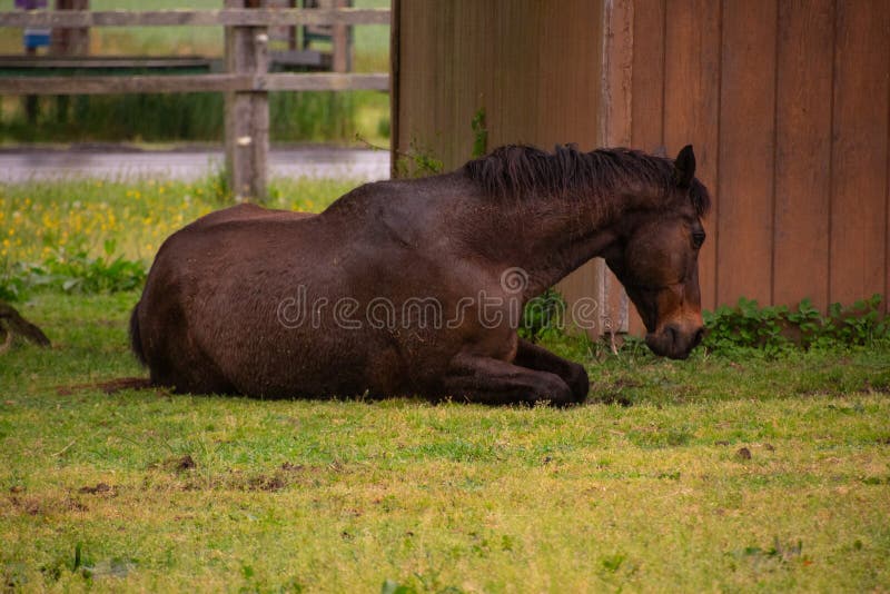Thoroughbred Horse Resting in a Yard. Stock Image - Image of sunlight ...