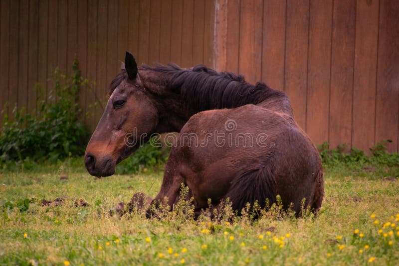 Thoroughbred Horse Resting in a Yard. Stock Photo - Image of grazing ...