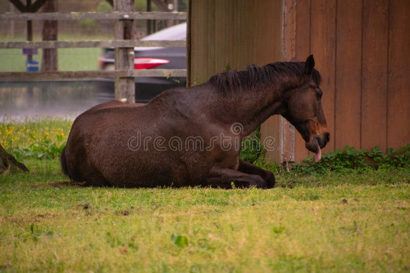 Thoroughbred Horse Resting in a Yard. Stock Image - Image of equestrian ...