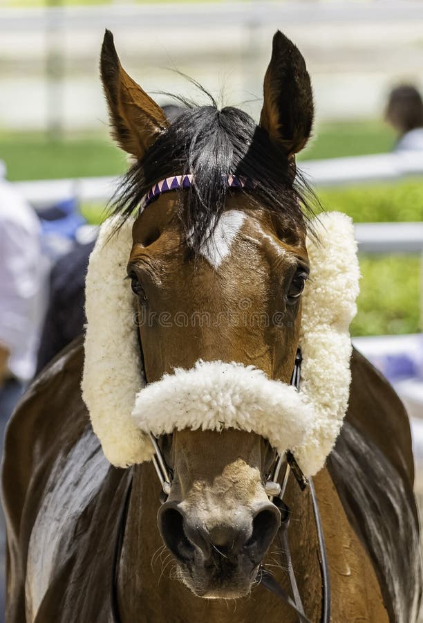 576 Thoroughbred Horse Front View Stock Photos - Free & Royalty-Free ...