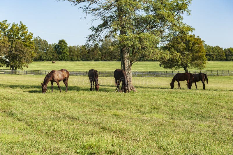 Thoroughbred Horses on the Farm Stock Image - Image of grazing, mare ...