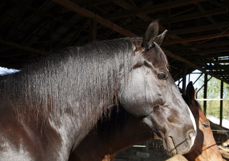 Thoroughbred Mares at the Barn Door Stock Photo - Image of domestic ...