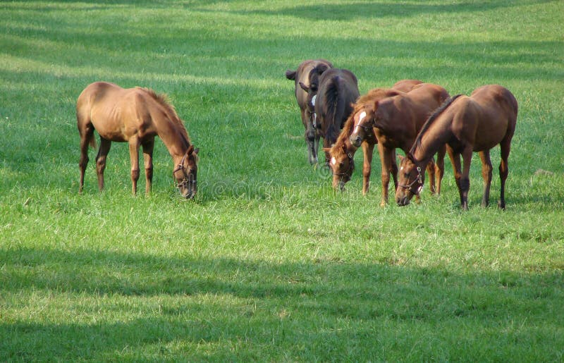 790+ Race field Free Stock Photos - StockFreeImages