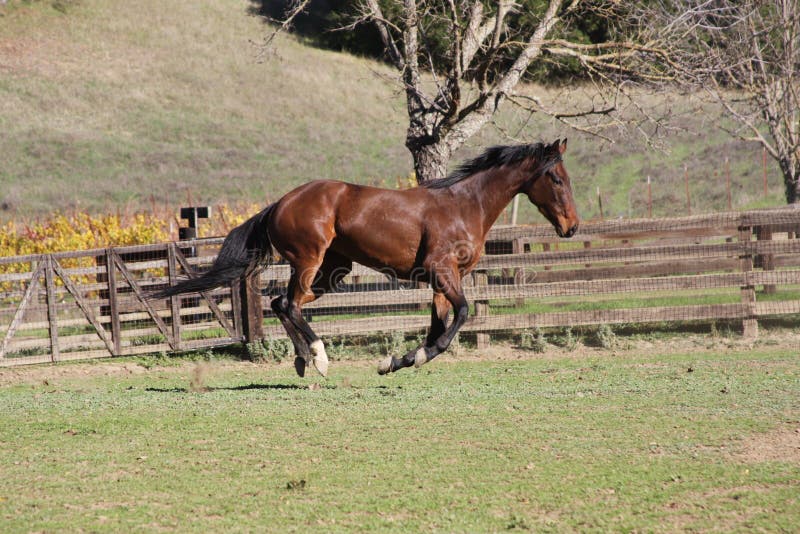 Thoroughbred Racehorse stock image. Image of thoroughbred - 13405769