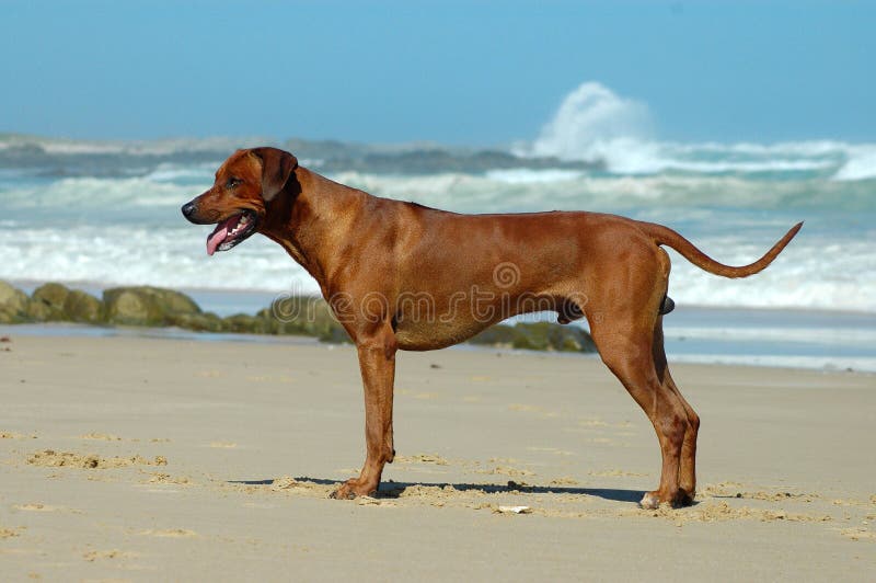 Rhodesian Ridgeback Standing Stock Photo - Image of back, domestic: 4640816