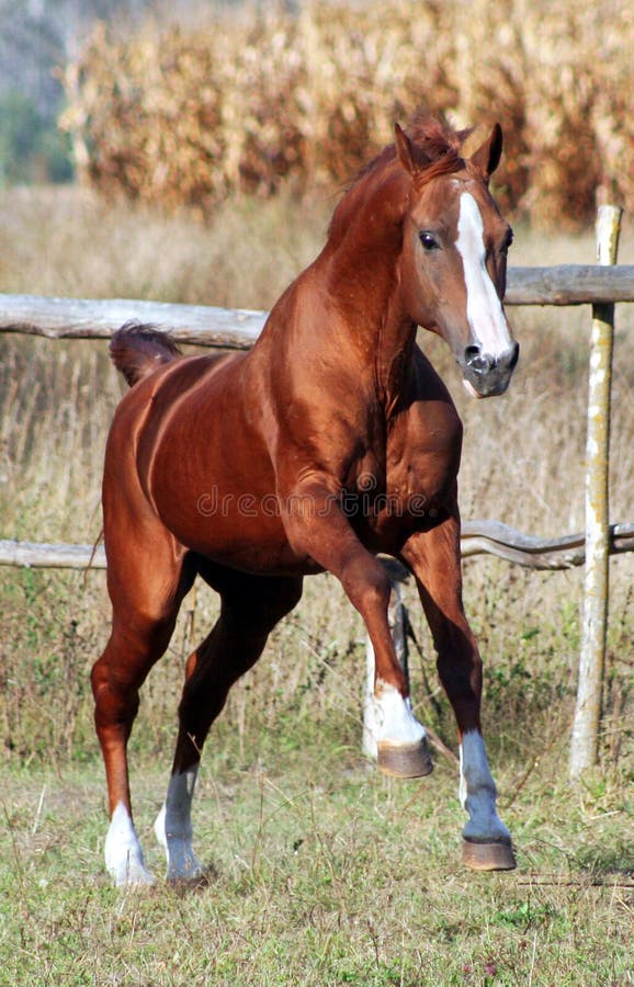 Thoroughbred stallion stock image. Image of liberty, stallion - 11476809
