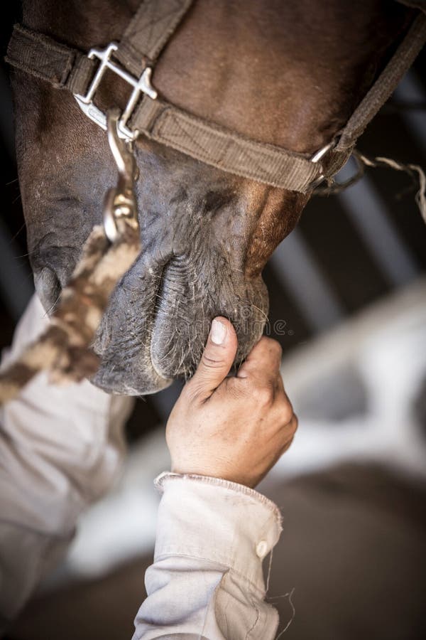 Thoroughbred wild horse stock photo. Image of hair, pure - 89999176