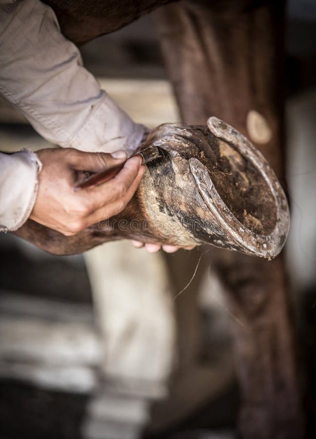 Thoroughbred wild horse stock photo. Image of maintenance - 90399048