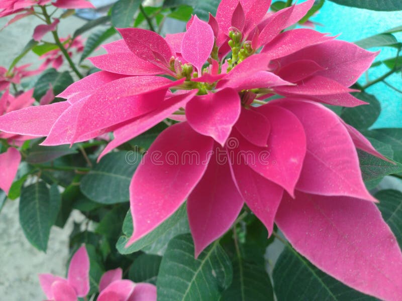 Patabahari Tree Stock Photos - Free & Royalty-Free Stock Photos from ...