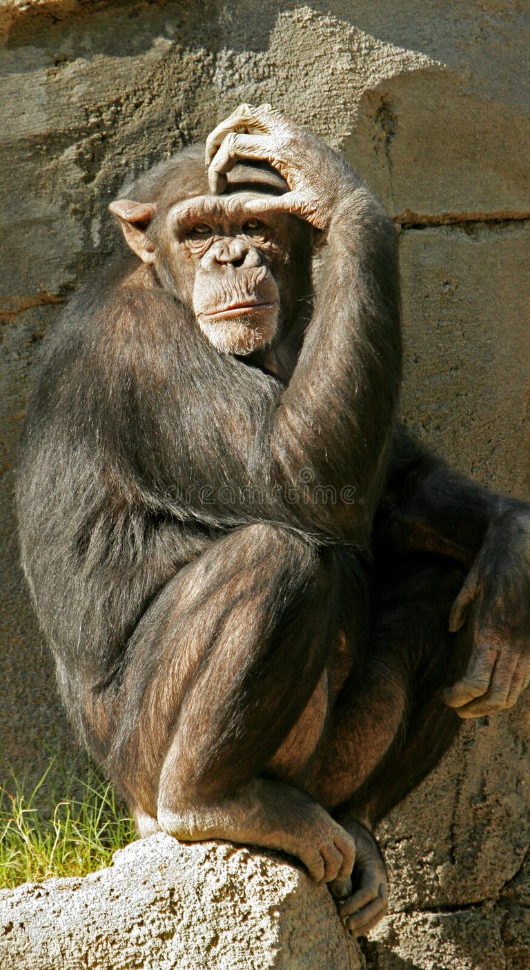 1,073 Ape Arm Stock Photos - Free & Royalty-Free Stock Photos from ...