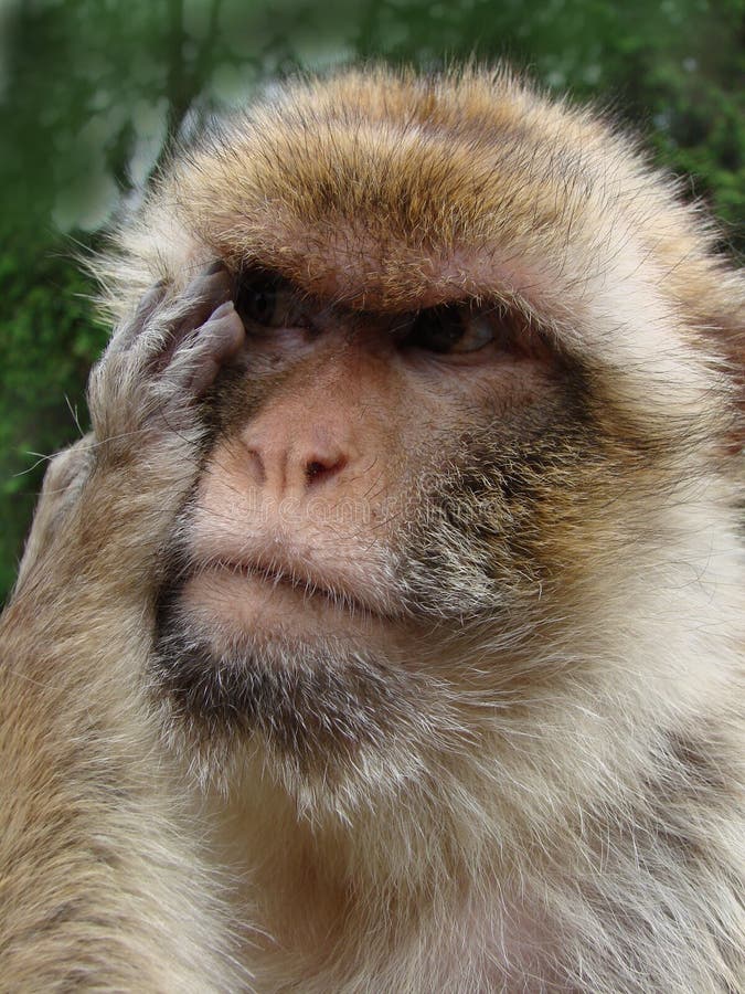 Monkey Thinking Finger Mouth Stock Photos - Free & Royalty-Free Stock ...