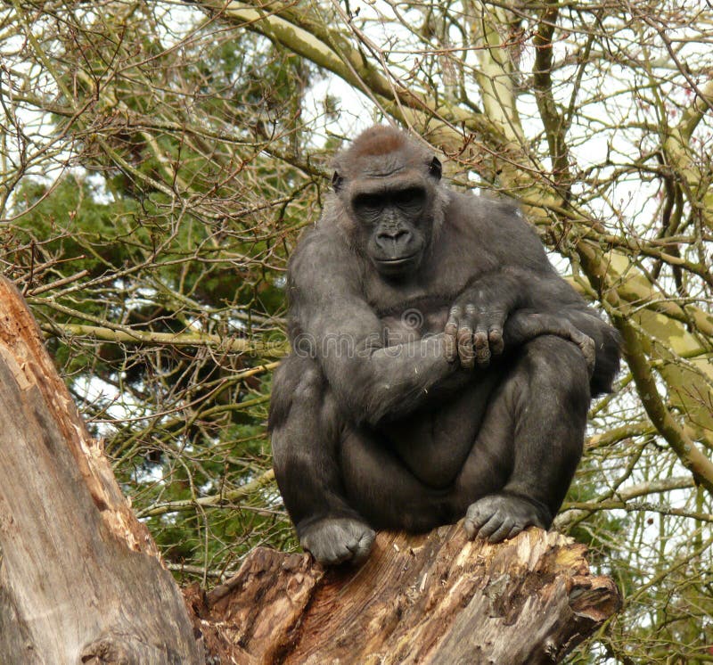 Thoughtful Gorilla on a Tree Stock Photo - Image of stare, primates ...