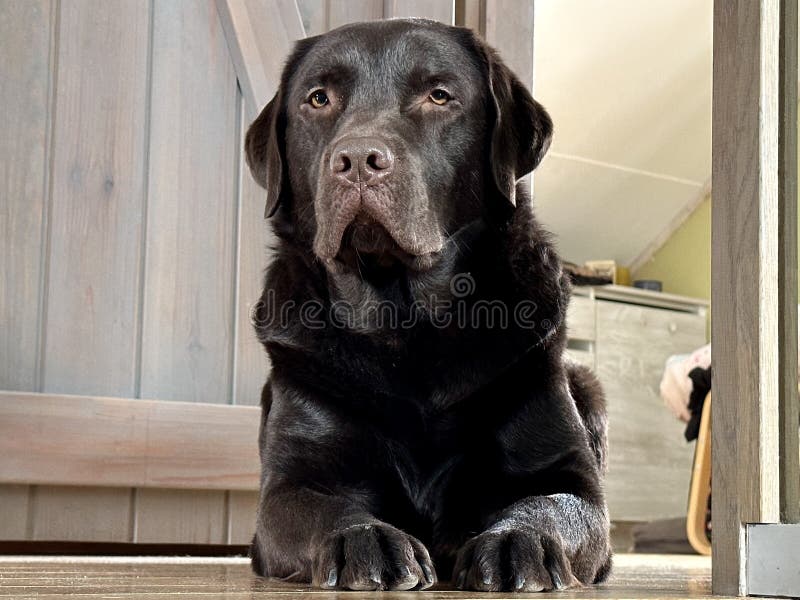 Thoughtful labrador stock image. Image of portrait, doggy - 349126969