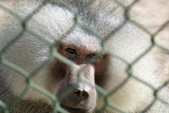Close-up Portrait of Monkey (Baboon) in a Cage Stock Image - Image of ...