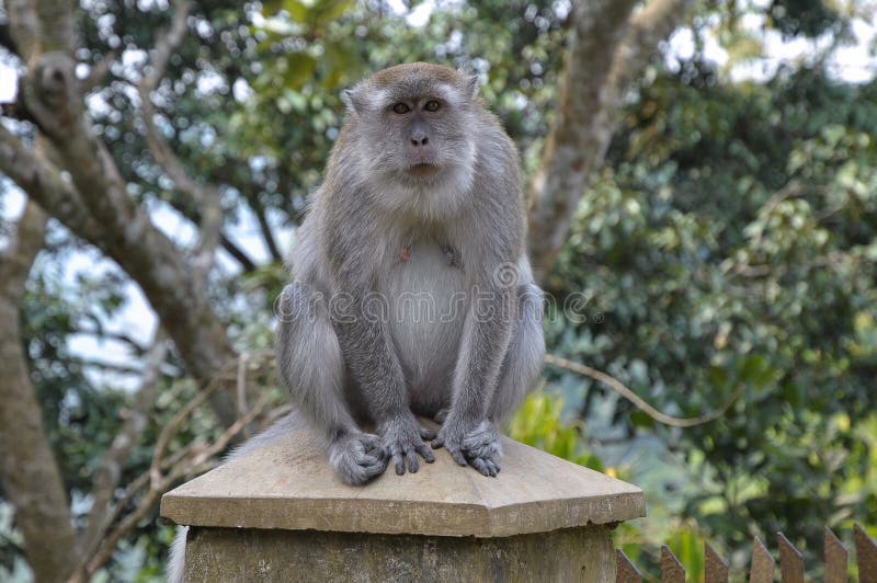 Thoughtful Monkey on a Column Stock Photo - Image of frame, looking ...