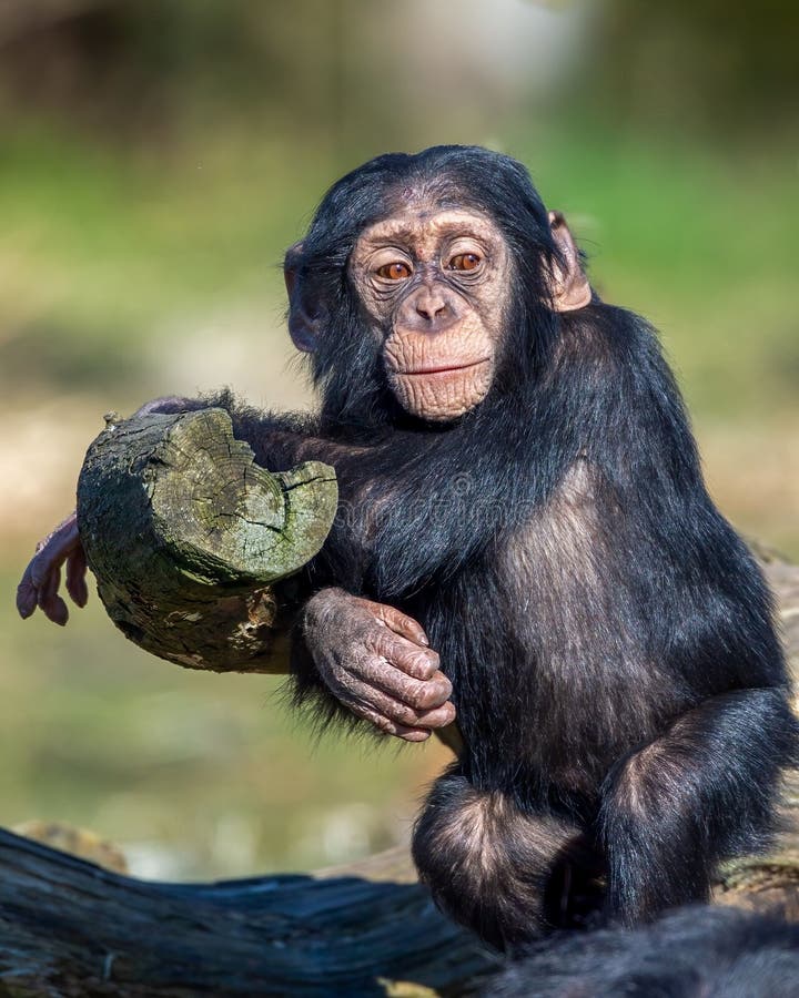 Thoughtful Young Chimpanzee on a Log Stock Photo - Image of young ...