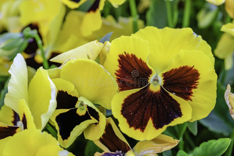 Thoughts of Garden in Spring Viola Tricolor Stock Photo - Image of ...