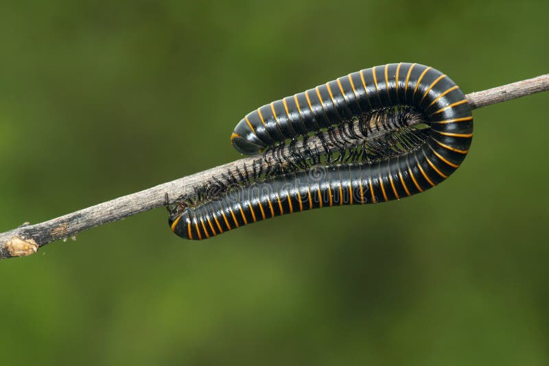 Thousand Legger in Oregon Coast Stock Photo - Image of finding, rain ...