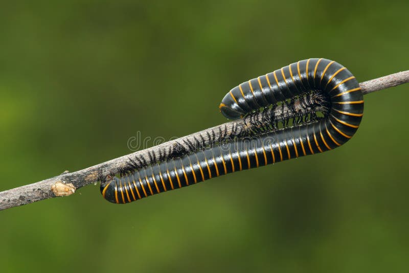 Thousand Legger Stock Photos - Free & Royalty-Free Stock Photos from ...