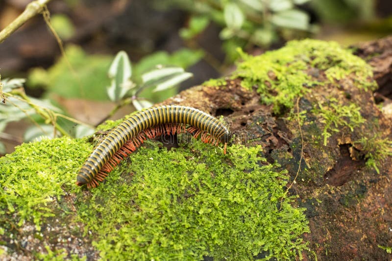 Coloured Centipede Stock Photos - Free & Royalty-Free Stock Photos from ...