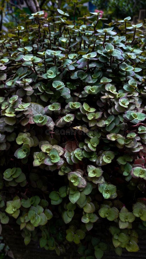 Thousand of Love Leaf Petal Stock Image - Image of petal, green: 211898997