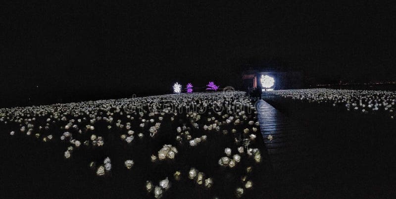 Thousand Roses for Your Path Editorial Image - Image of roses, path ...