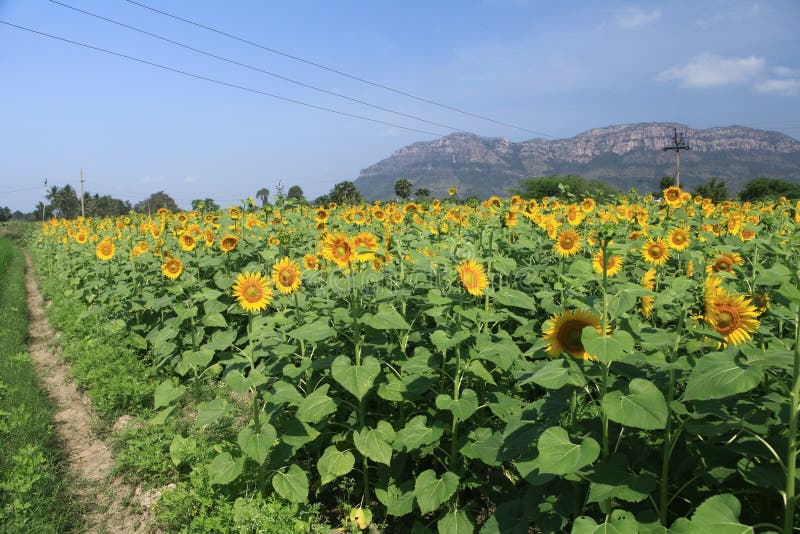 Fully Bloomed Multiple Sunflower Field Stock Image - Image of happiness ...