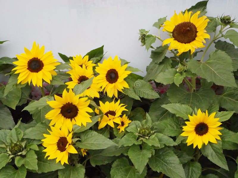 Strong sunflower stock photo. Image of sunflower, view - 177910722