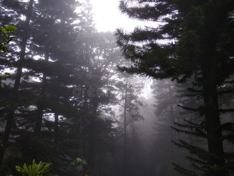 A thousand tree in jungle stock image. Image of tree - 171418229