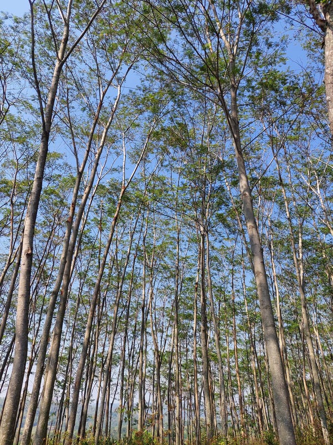 Thousand Trees Under the Clear Sky that so Refreshing Stock Image ...