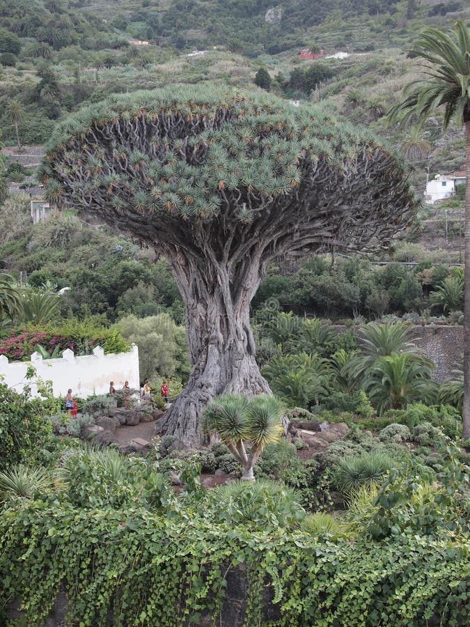 Thousand-year-old Dragon Tree Stock Image - Image of tree, year: 47601863